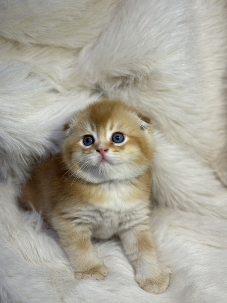 Шотландский скоттиш фолд