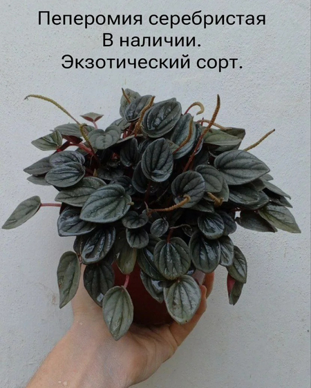 Пеперомия серебристая. Экзотические цветы. Цветы для дома и офиса.