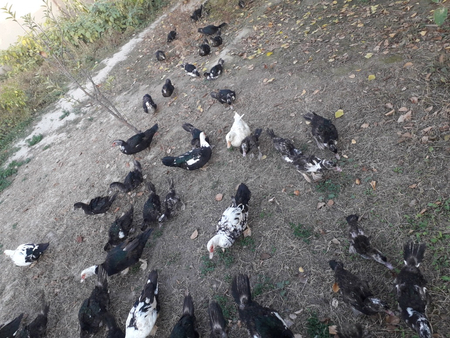 Indoutkalar va bolalari