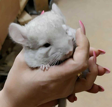 Шиншиллы эксклюзивные