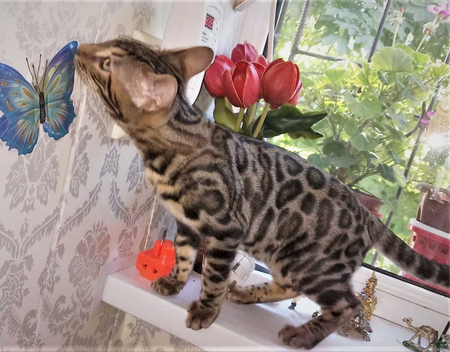 Бенгальский котёнок