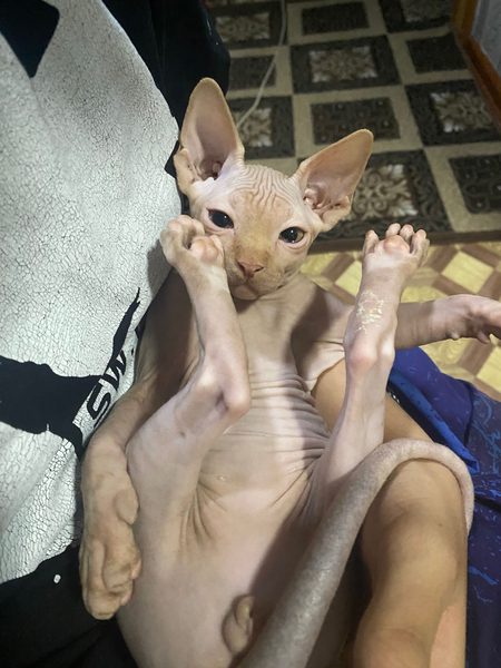 Конадский сфинкс