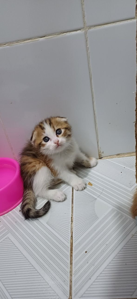 Продам котят скотиш фолд и страйт