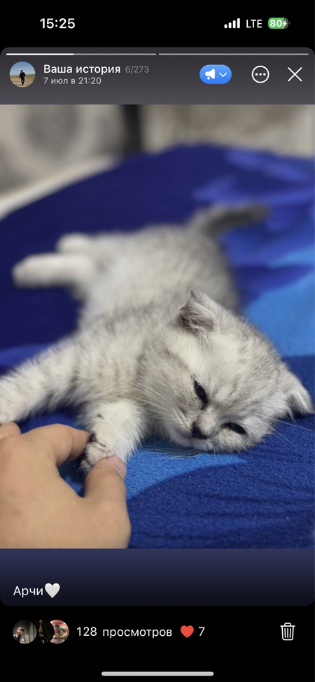 Чистокровный скоттиш фольд