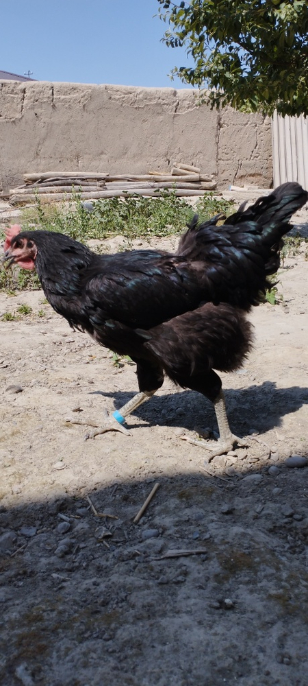 Gigant Qora Shaxzoda Гигант Кора Шахзода Тухуми