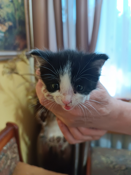 Отдам котёнка в добрый руки