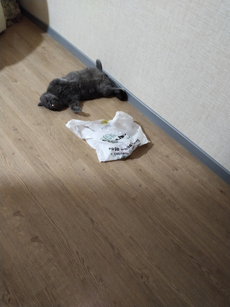 Передержка кошек и котов