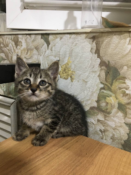 Отдам котят бесплатно в хорошие руки.