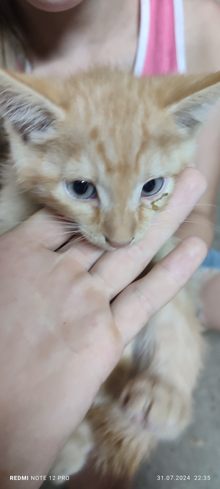 Хорошие котята в добрые руки