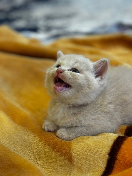 Продаются котята