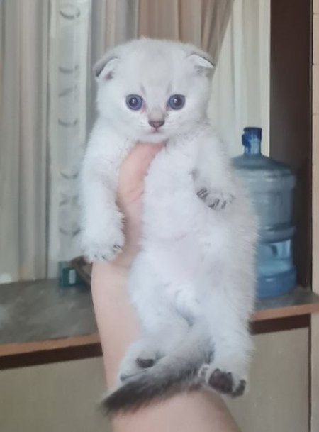 Продается котенок