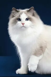 Продаётся котёнок