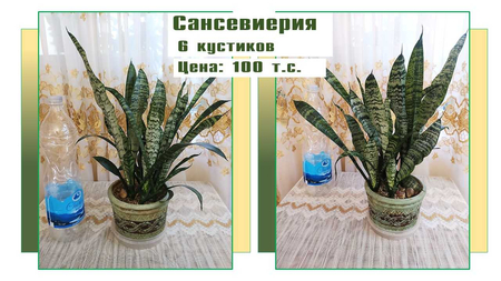 Сансевиерия и Цирропегия. Цветы комнатные, домашние
