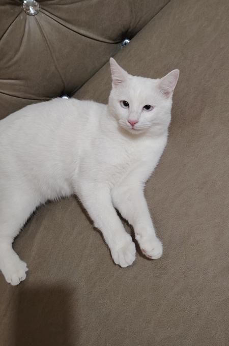 Котик девять месяцев.