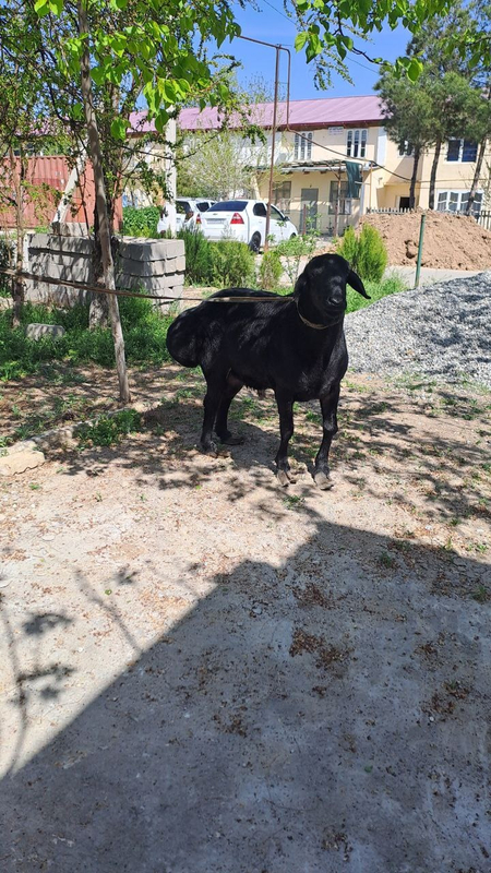 Qo'chqorlar sotiladi