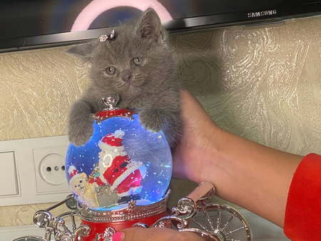 Продаются котята