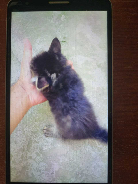 Продаётся кошка страйт зеленые глаза подарок 2 котята