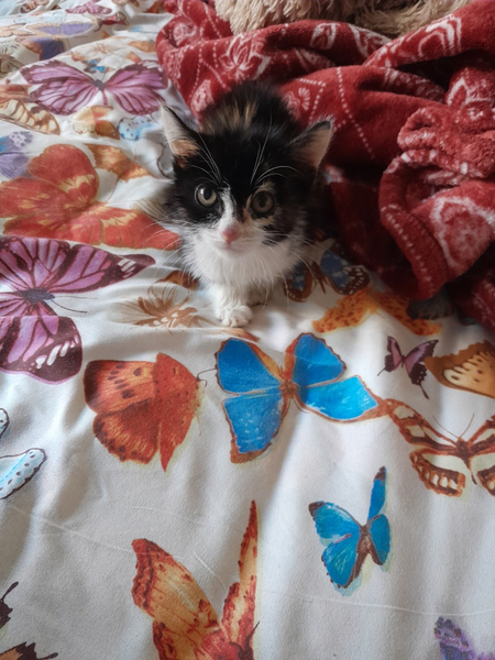 Котёнок трёх цаветный