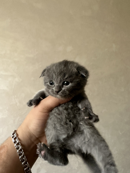 Toza parodali aniq rasmdegilari bor