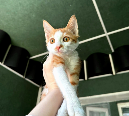 Котенок в добрые руки