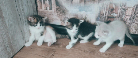 Котята в добрые руки