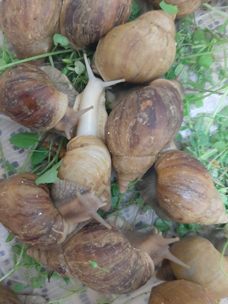 Ulitkalar sotiladi