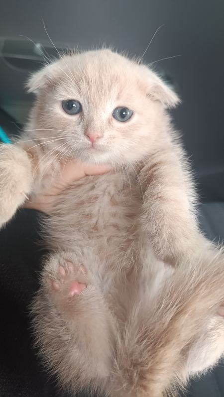 Скотш фолд девочка 1,5 м.