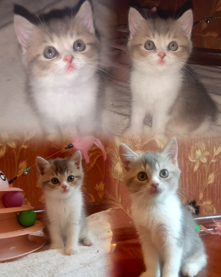 Срочно шотландские котята подешевле не дорого
