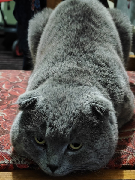 ВЯЗКА!! Scottish Fold