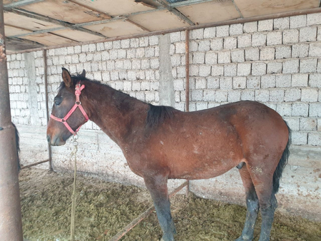 Киргиз той Лошадь