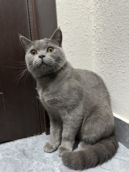Кот на вязку