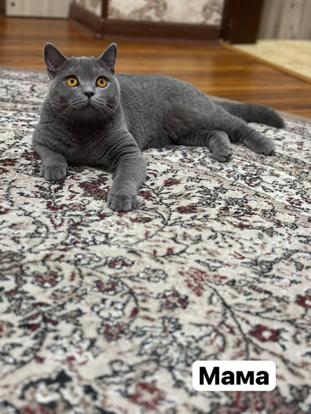 Британские котята