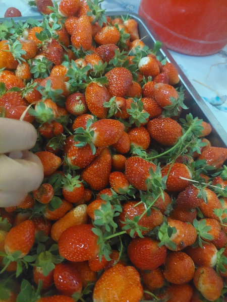 Продается свежая клубника