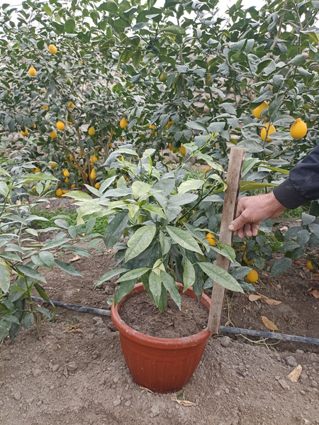Кумкват (кинкан )