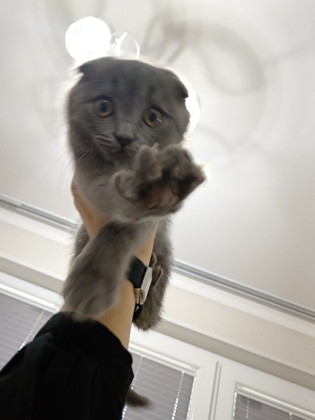 Кошка шотландская. Скотиш фолд