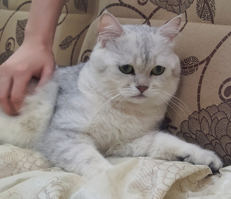 Вязка Шиншилла серебро