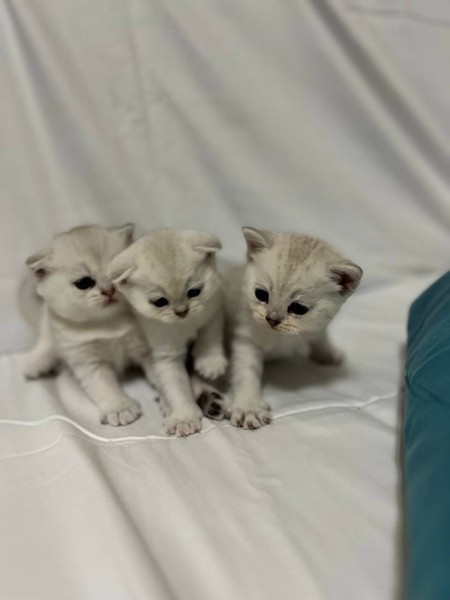 Продаются котята