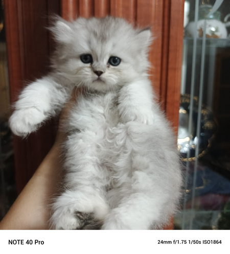 Продается котенок породы скотиш страйд