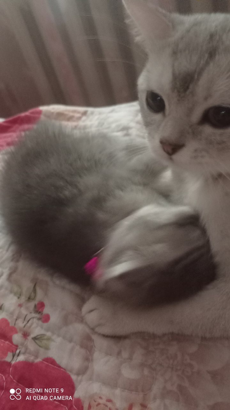 Котенок скотиш страйт шиншилла