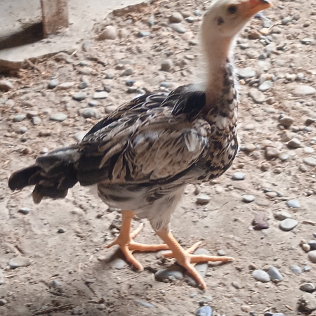 Zotli kulangi joʻjamiz sotiladi