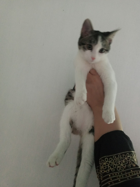Egizak mushukchalar hadyaga beriladi