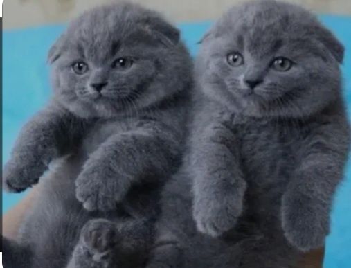Продаются великолепные Шотландские Кошечки