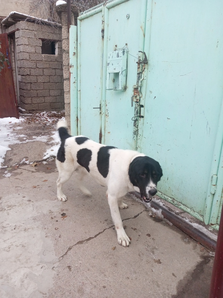 Продается собака Алабай самка