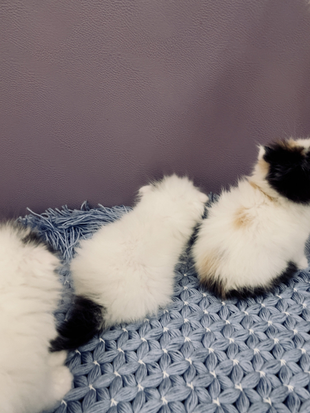 Скоттиш Фолд