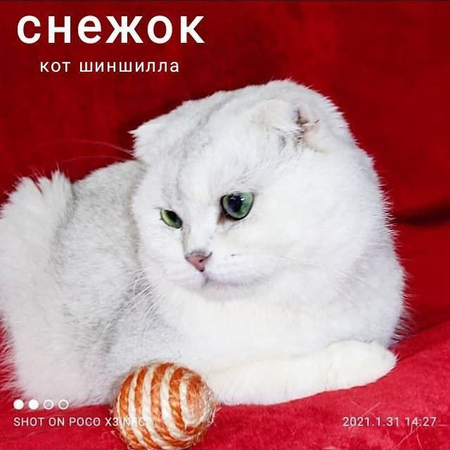 Вязка кот Шиншилла