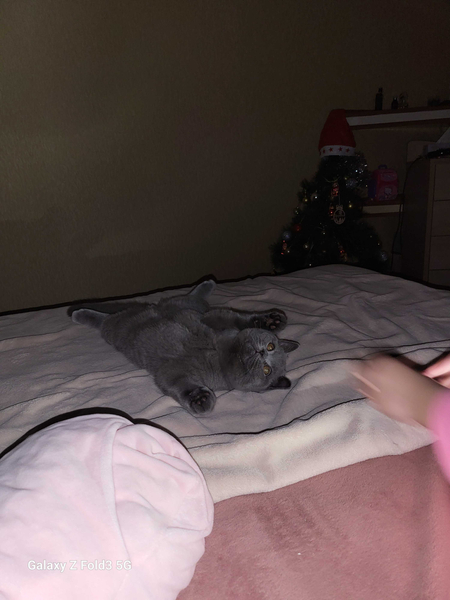 Британский котёнок