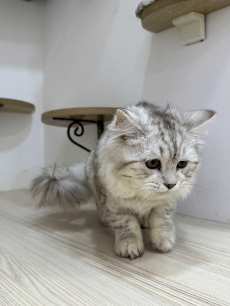 Шотландская шиншилла (девочка 5мес), Скотиш страйт леопард (мальчик 4)