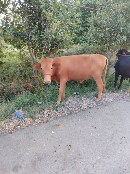 Buqacha sotiladi