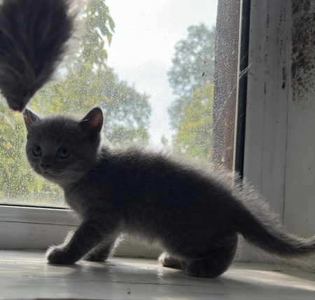 Скотишь фолд скотишь страйт