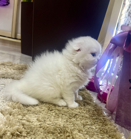 Шотланский Скоттиш Фолд !
